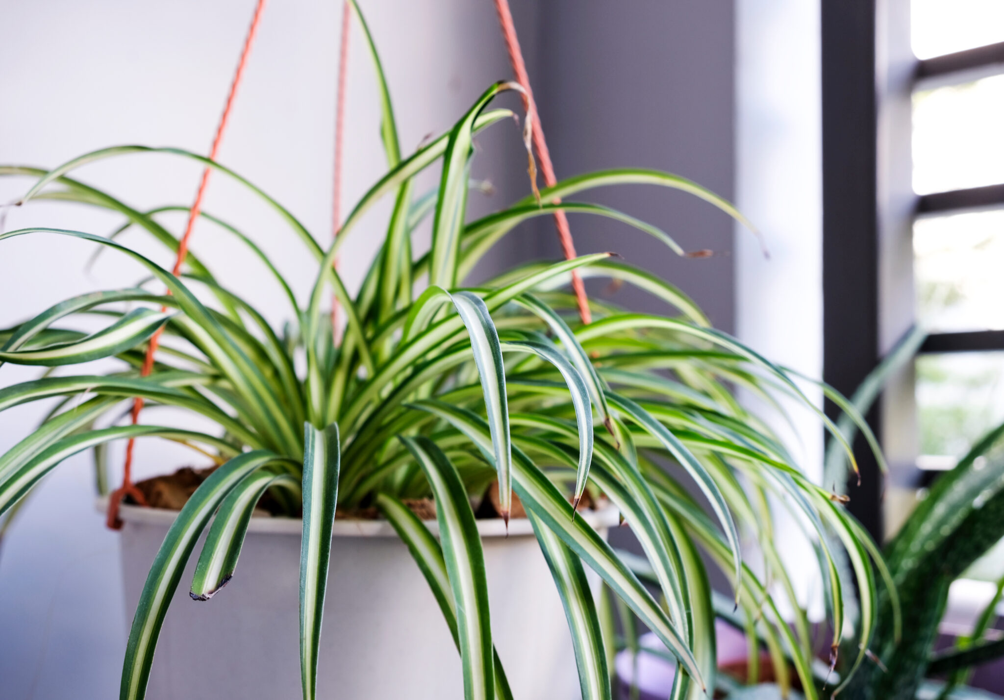 How to Grow a Spider Plant Indoors (Care for Spider Plants) - House ...